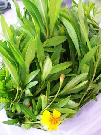 Siembra Tres Vidas – Puerto Rico’s first CSA Farm | KarmaFree Cooking